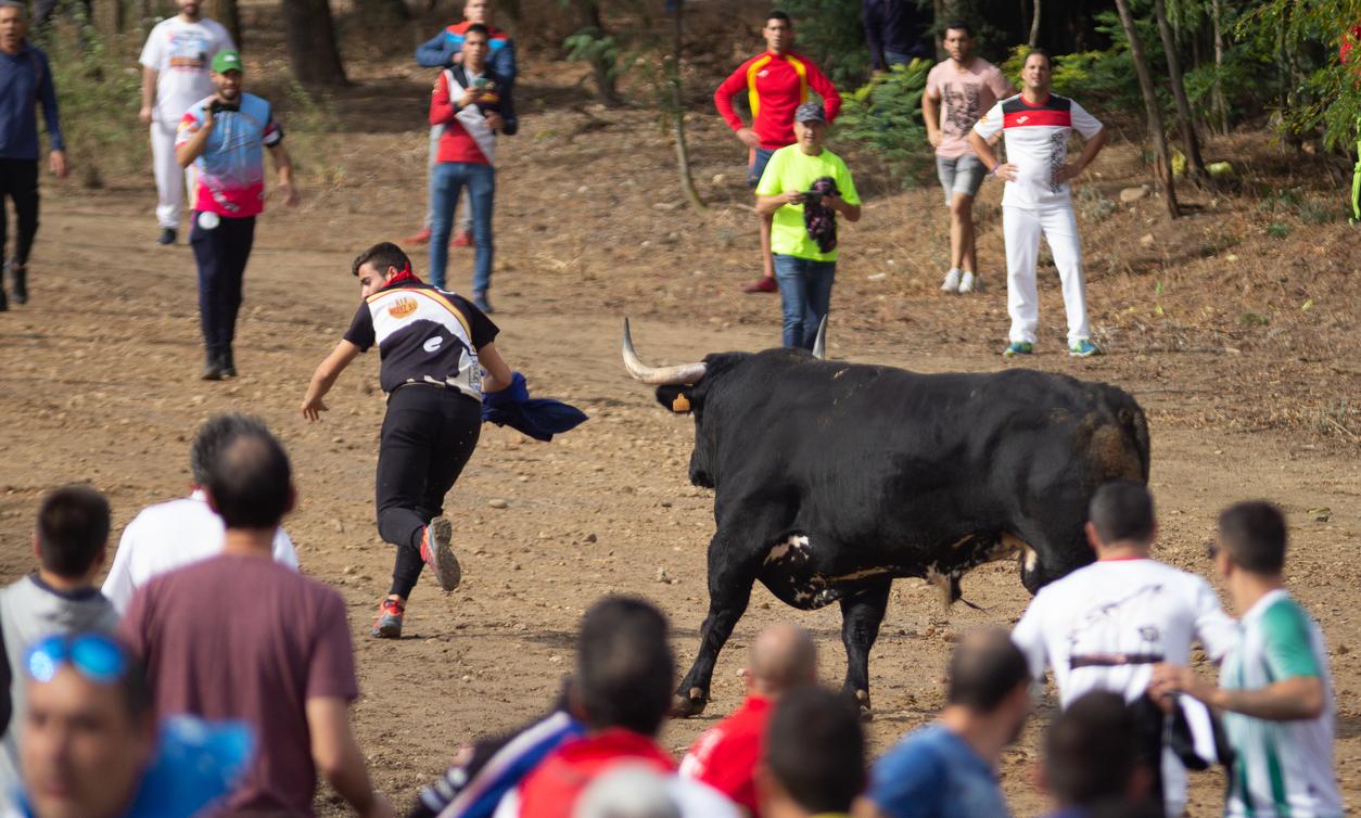 Bullfighting Ethics: Why Are Fights Still Allowed?