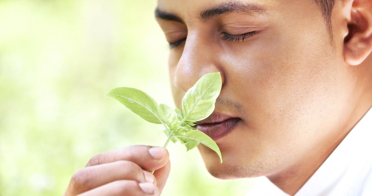 How to Grow Basil at Home