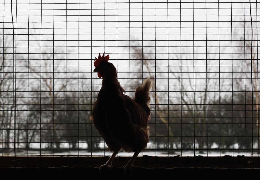 Why Are My Chickens Not Laying Eggs?