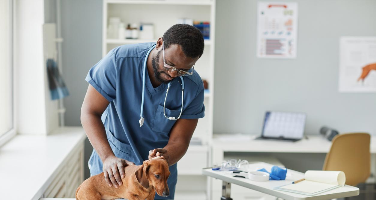 What Is Rage Syndrome in Dogs? Details Here