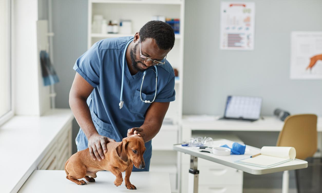 What Is Rage Syndrome in Dogs? Details Here