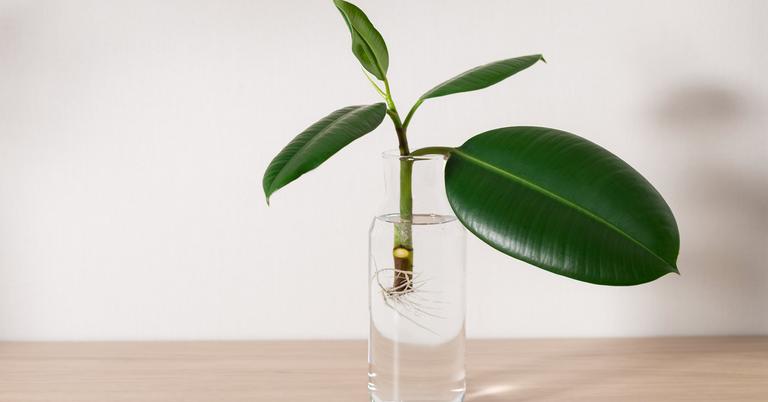 A Simple Guide to Rubber Plant Propagation
