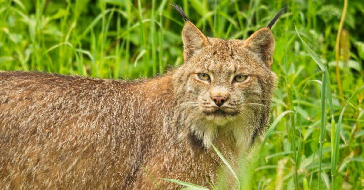 New Species 2024: The Animals and Plant Species Revealed This Year