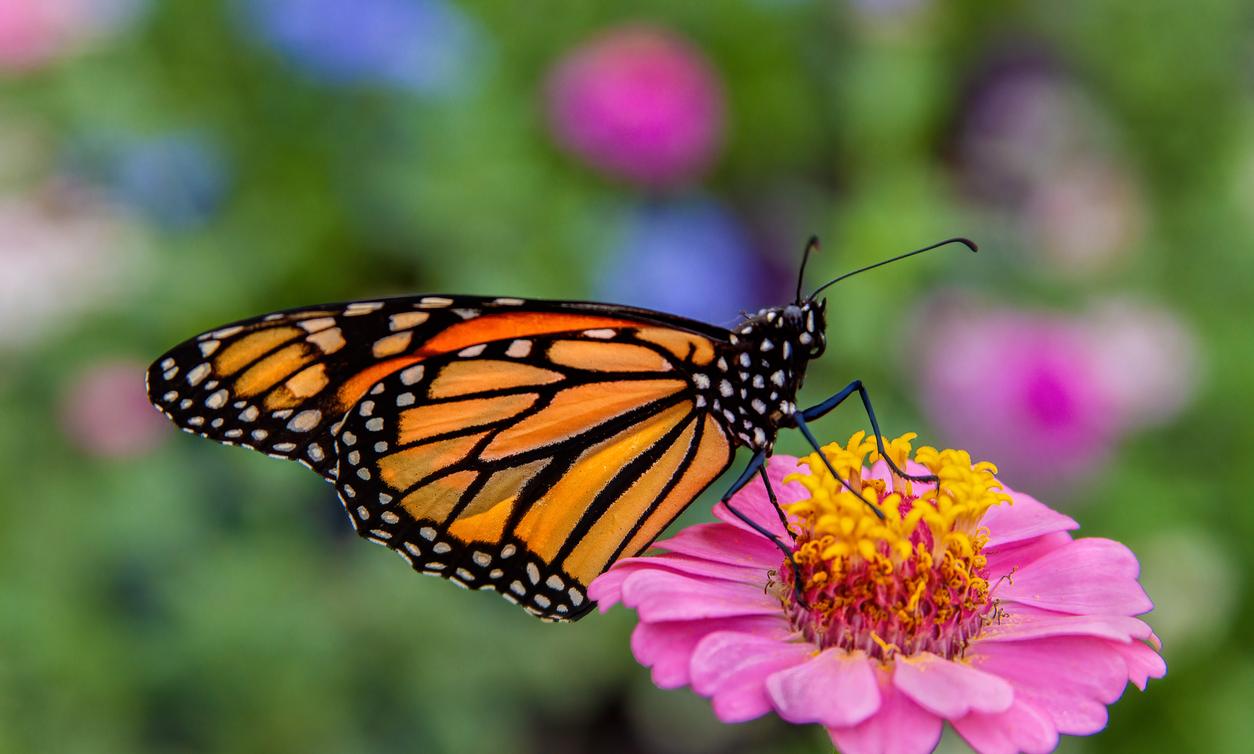 What Do Butterflies Eat? A Look Into Their Favorite Foods