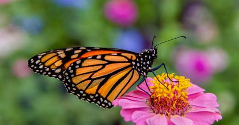 What Do Butterflies Eat? A Look Into Their Favorite Foods