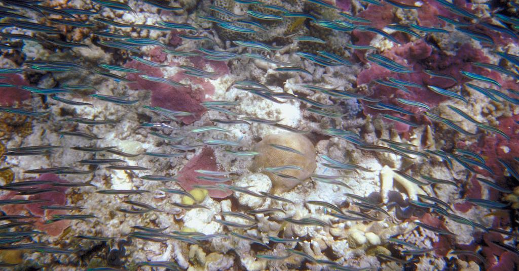 The Great Barrier Reef Coal Mine Was Rejected to Save the Coral
