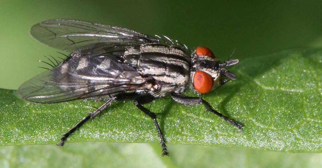 Log Home Taken Over by Fly Infestation