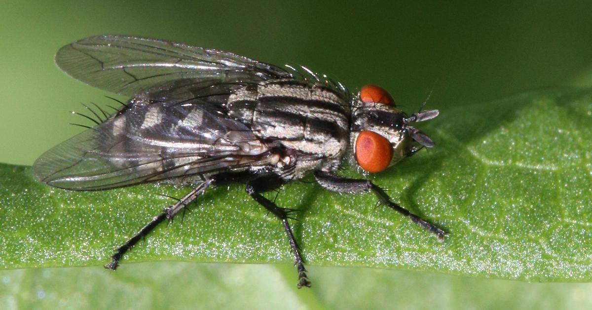 Log Home Taken Over by Fly Infestation
