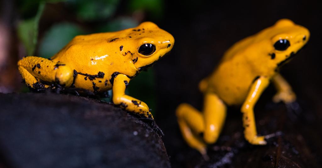 10 Facts About Poison Dart Frogs, Who Are Tiny but Deadly