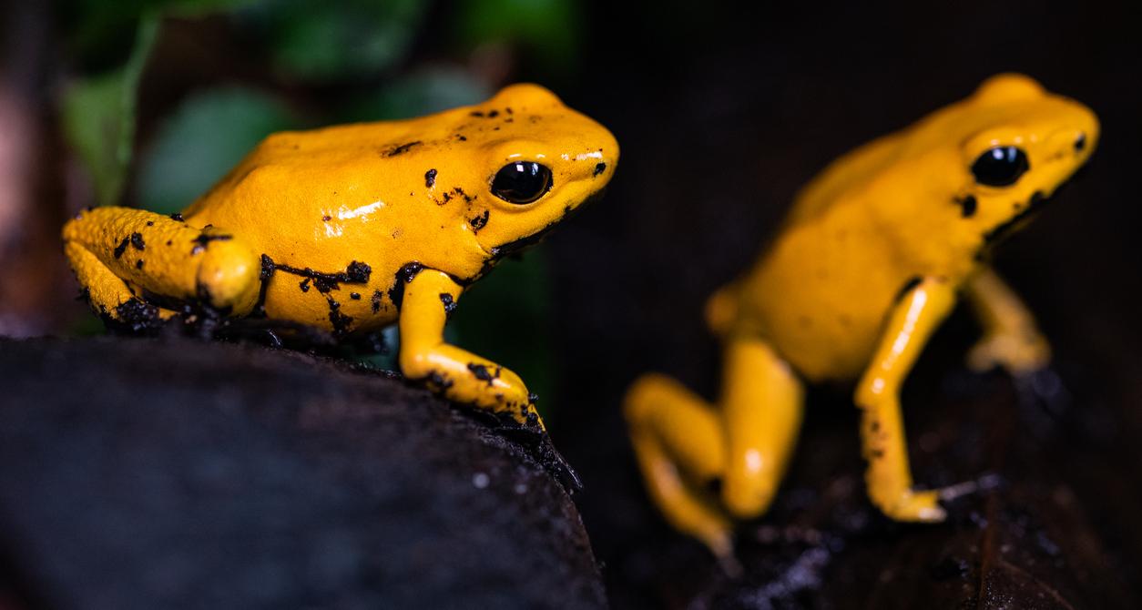 10 Facts About Poison Dart Frogs, Who Are Tiny but Deadly