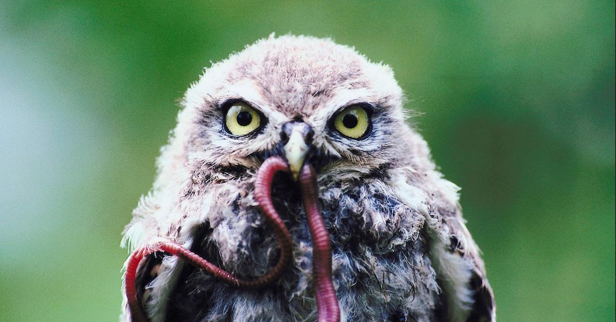 Possible U.K. Earthworm Decline Could Impact Soil, Birds, and Ecosystems