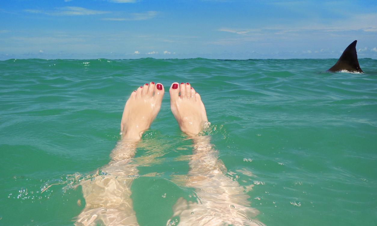 Why Are Sharks Coming Closer to Shore? Let's Break It Down