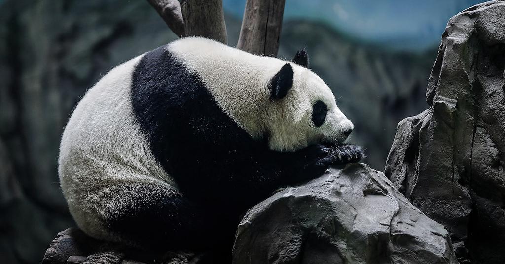 Endangered Species Day 2023: How to Observe and Get Involved