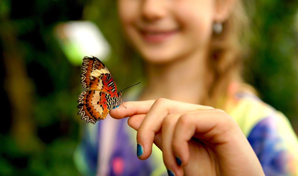 What It Means When a Butterfly Lands on You: Spiritual Interpretations
