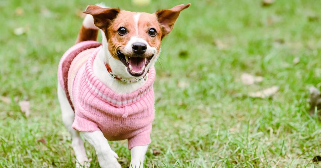 Best Dog Clothing Brands: Eco-Friendly, Sustainable Jackets and More