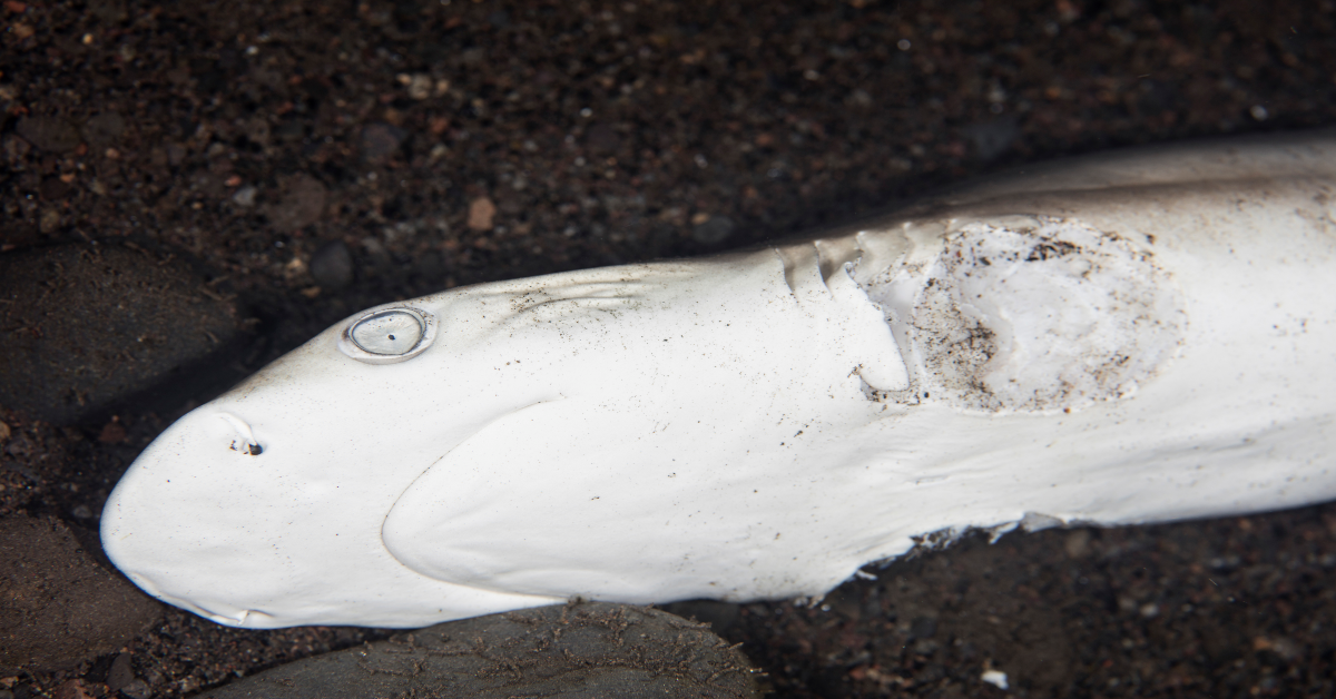 Exploring the Brutal Practice of Shark Finning