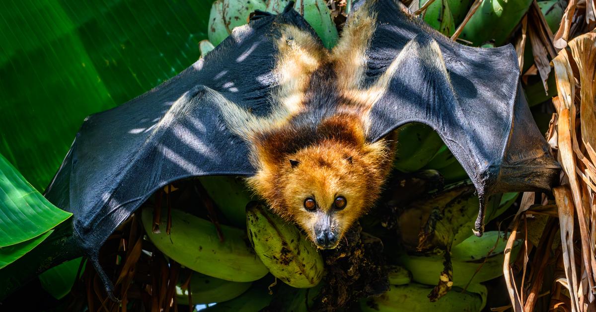What Is the Spiritual Meaning of Seeing a Bat?