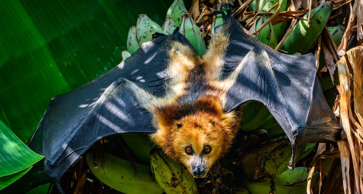 What Is the Spiritual Meaning of Seeing a Bat?