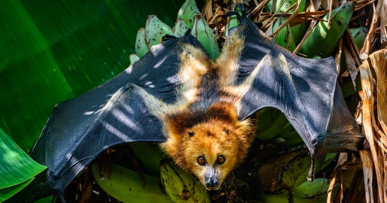 What Is the Spiritual Meaning of Seeing a Bat?