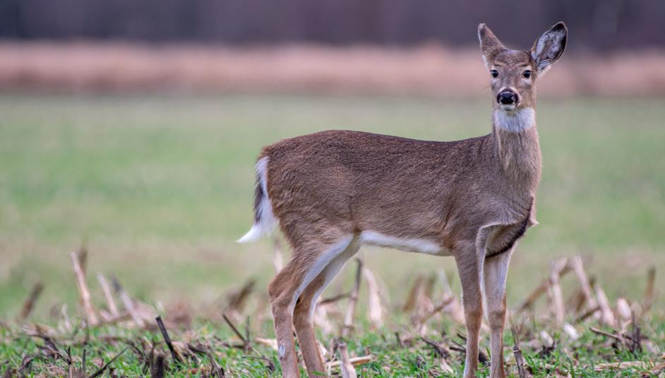 Video Shows Whitetail Deer Eating a Snake — but Why?