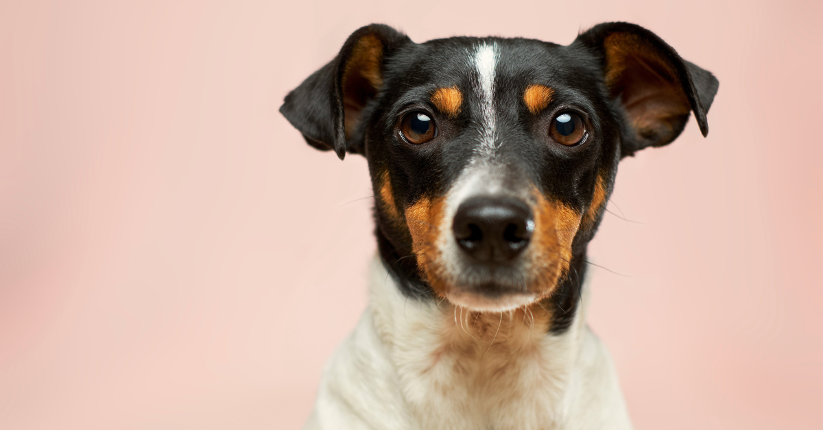Here's What Happens if a Dog Swallows a ZYN Cartridge
