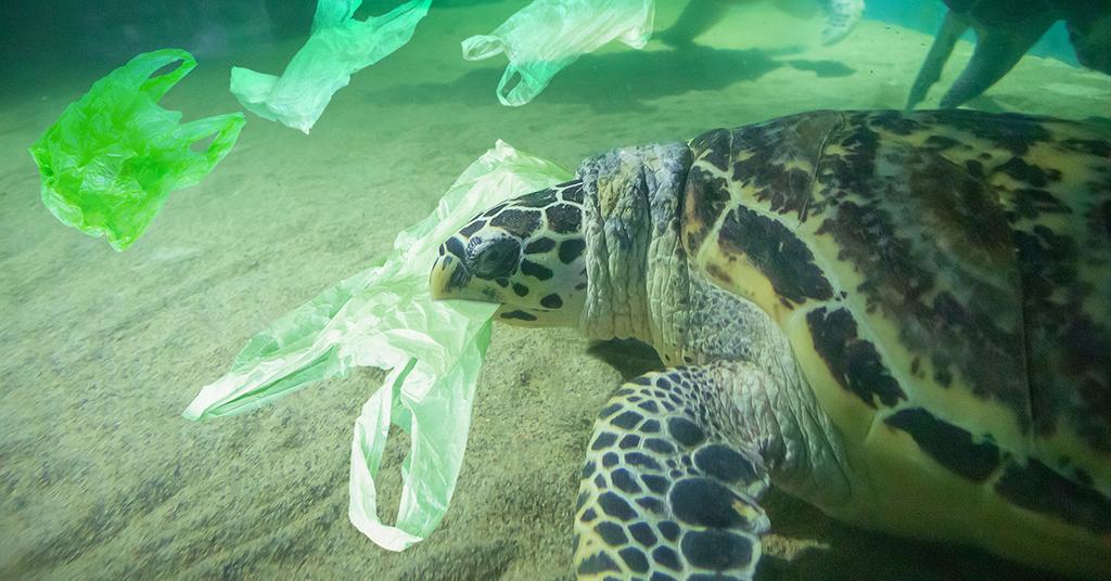 Ocean Pollution by Country: See the Worst Offenders