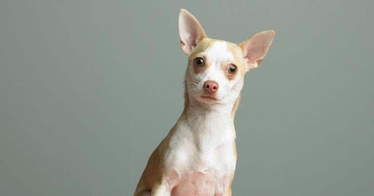 What Does It Mean When a Dog Tilts Their Head?