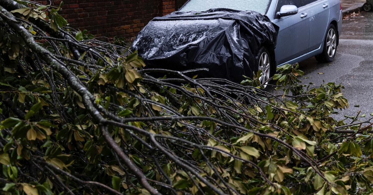 Trees in Texas Are Exploding, Due to Climate Change-Induced Weather