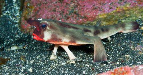 Our Top 10 Picks for Ugly Fish From Around the World