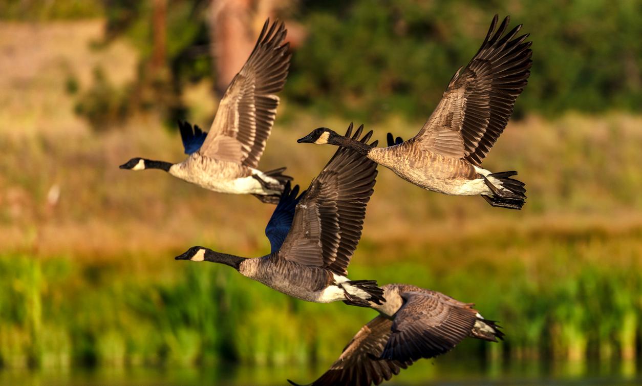 What Do Geese Eat? They Live on Grass, Grains, and More