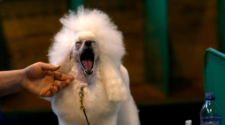 Why Do Dogs Sigh Loudly? It Isn’t Only Because They’re Frustrated