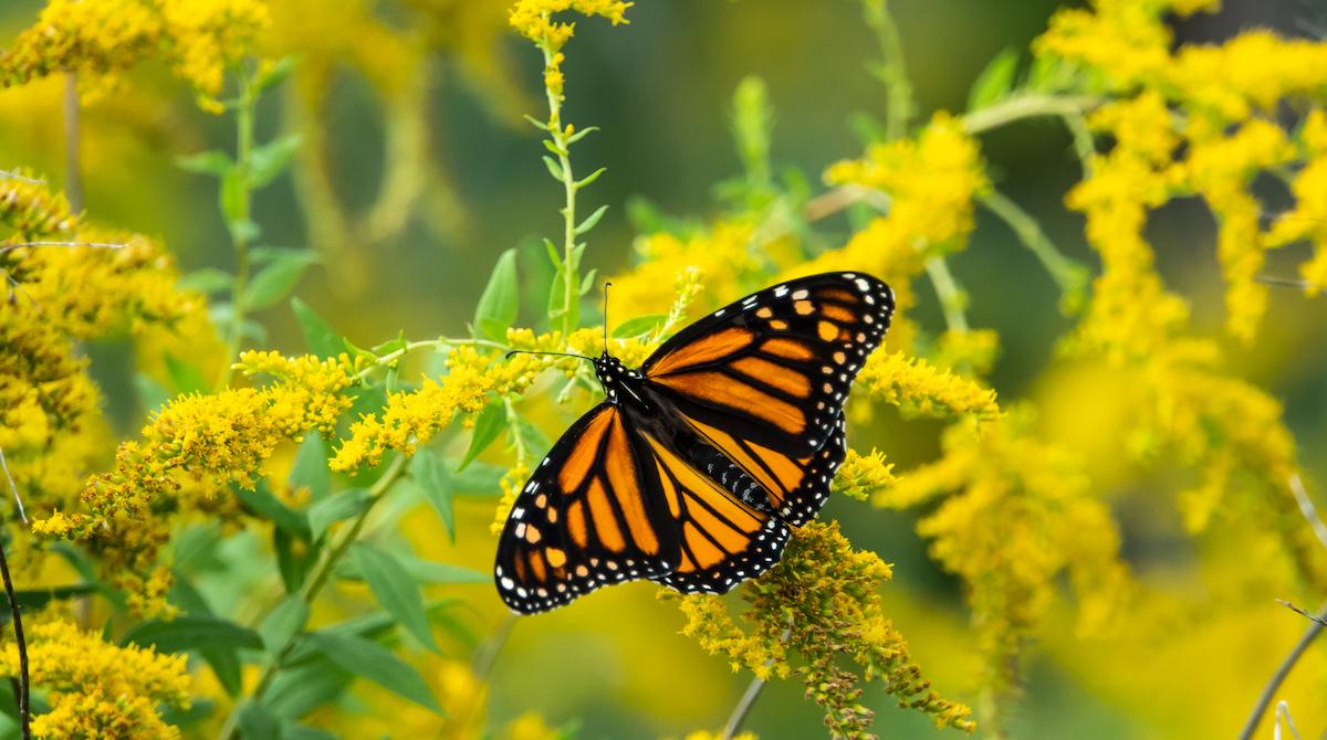 Why Butterfly Habitats Are Springing Up on Golf Courses