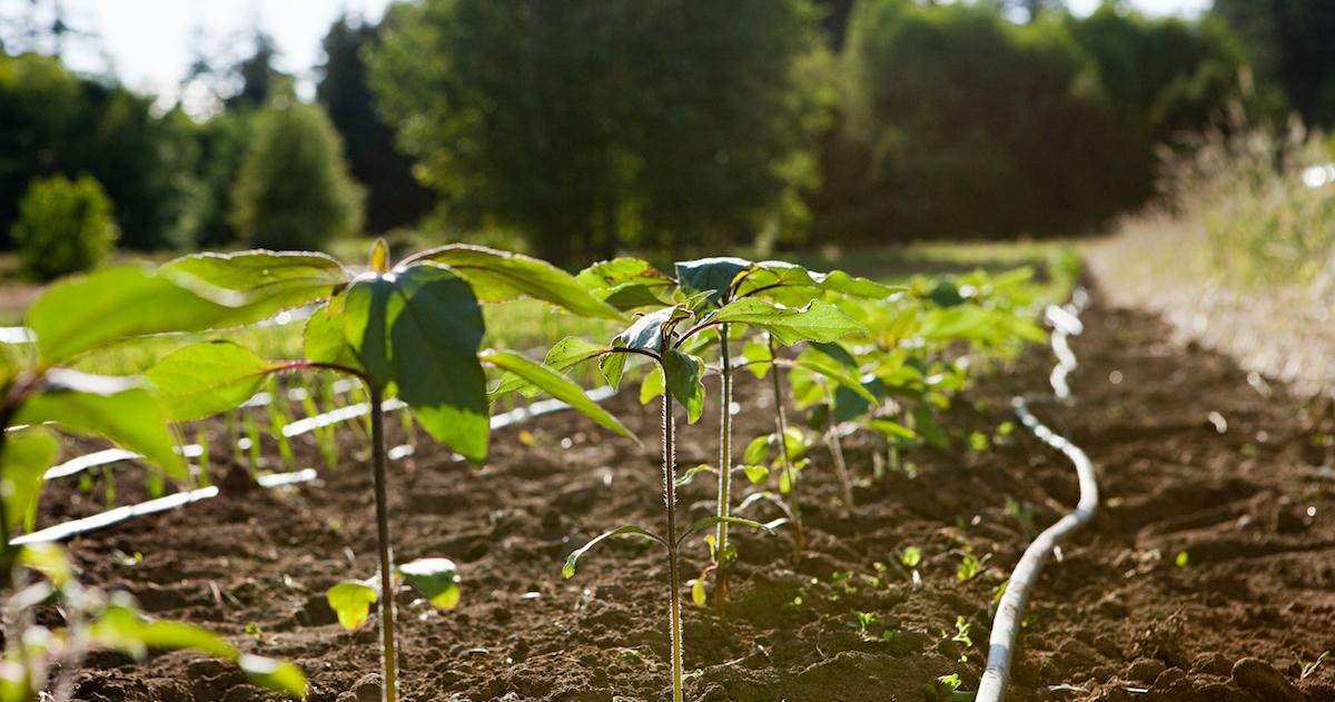 What Are the Six Factors of Sustainability?