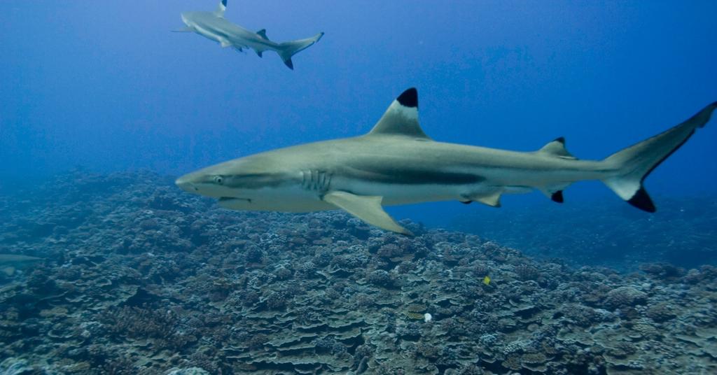 Luxury Tourism and Shark Conservation Converge at Impression Isla Mujeres