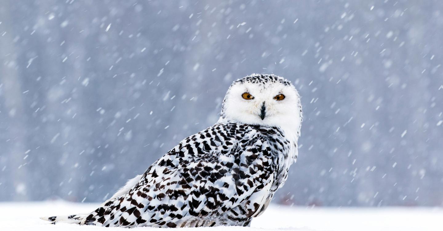 Do Birds Get Cold? Here's What Experts Say