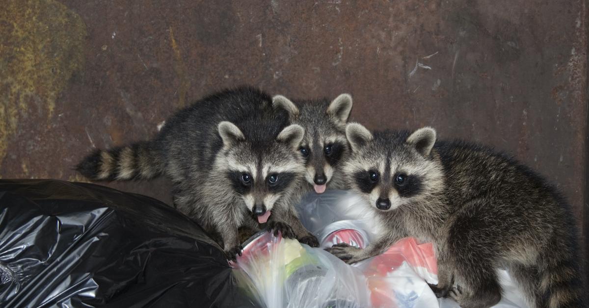 What Is a Specialist Species? You're Most Likely Familiar With Several