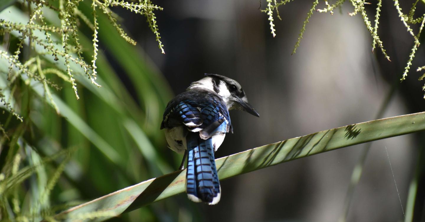 The Spiritual Meanings of Seeing Blue Jays
