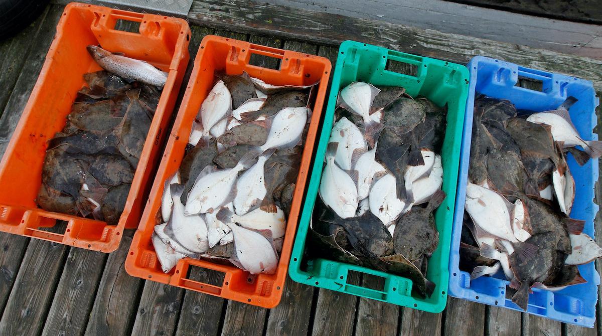 Is Gleaning More Sustainable Than Fishing?