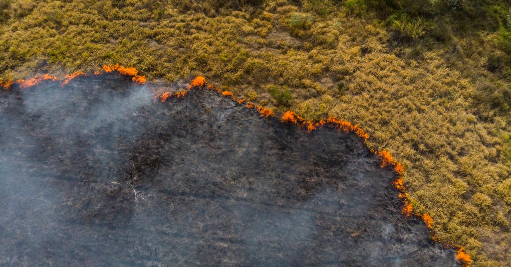 Environmental Destruction Triggers Pandemics, Per the UN, WHO, and WWF