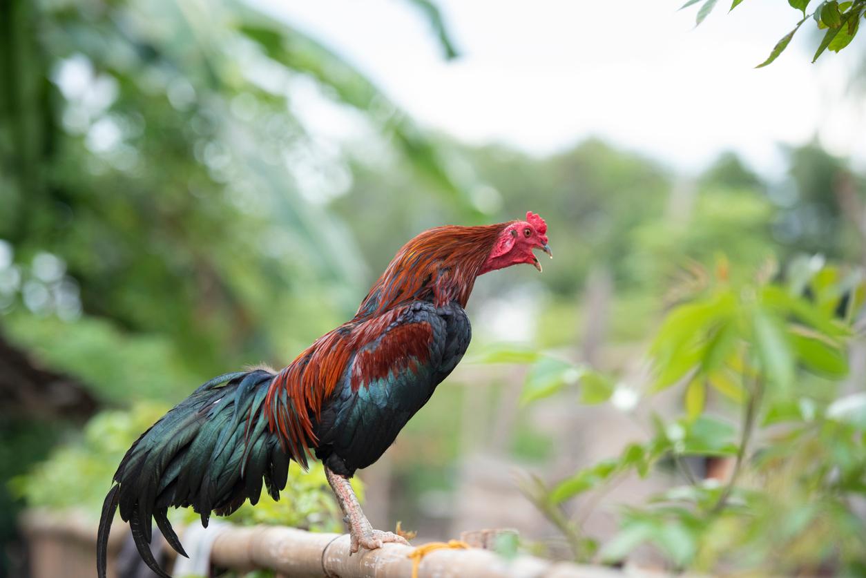 Why Do Roosters Crow? Here Are a Few Explanations