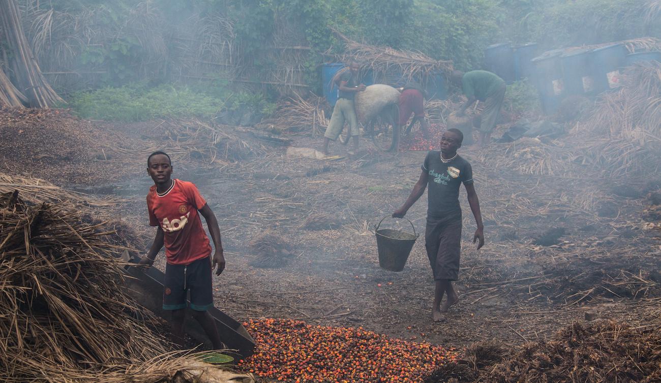 Palm Oil: Everything You Need to Know About Deforestation and More