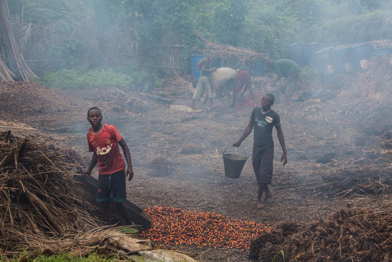 Palm Oil: Everything You Need to Know About Deforestation and More