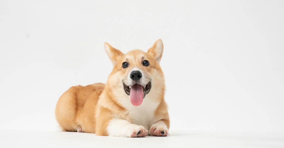 Here's What Happens if a Dog Swallows a ZYN Cartridge