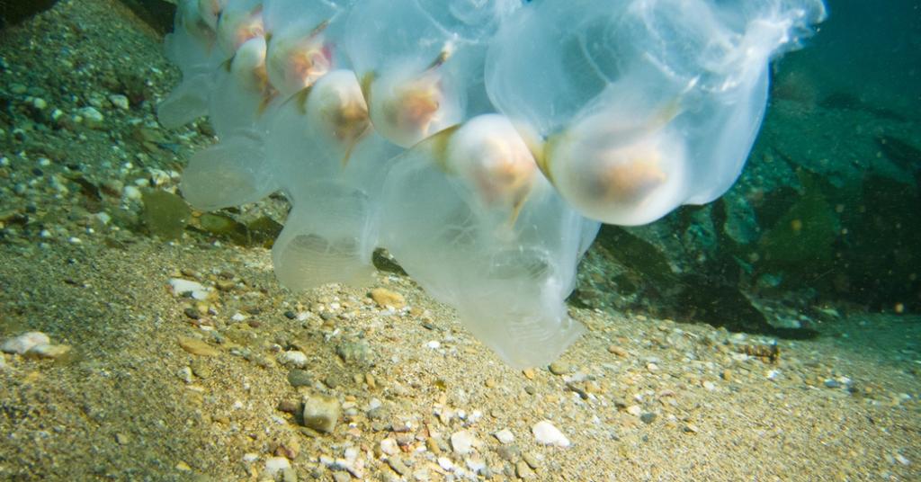 Sea Salps: More Like Jellyfish or Humans? Let's Discuss