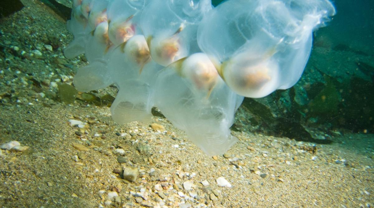 Sea Salps: More Like Jellyfish or Humans? Let's Discuss