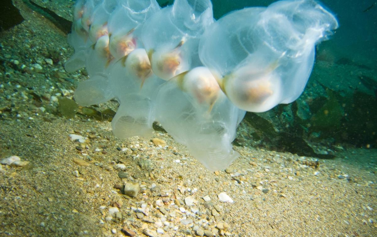 Sea Salps: More Like Jellyfish or Humans? Let's Discuss