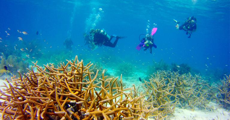 Bonaire Is Set To Become The First 'Blue Destination'