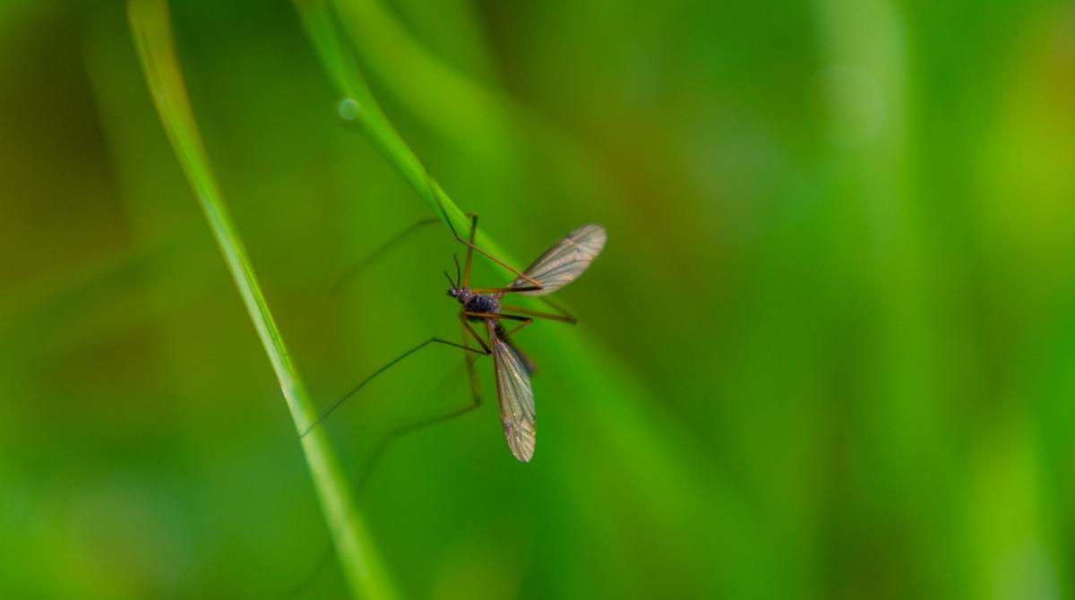 Crane Fly vs. Mosquito: Do They Have Much in Common?