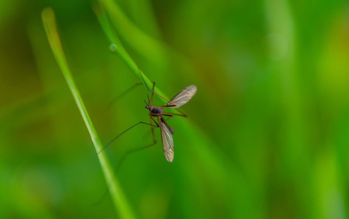 Crane Fly vs. Mosquito: Do They Have Much in Common?