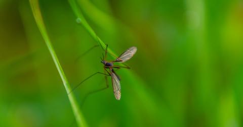 Crane Fly vs. Mosquito: Do They Have Much in Common?